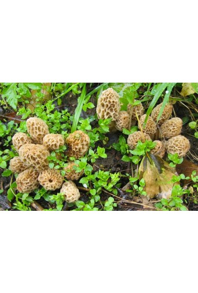 Mantarcı Anne Kuzu Göbeği Mantar Tohumu Miseli 100 Gr Mantarcı Anne Kuzu Göbeği Mantar Tohumu Miseli 100 Gr