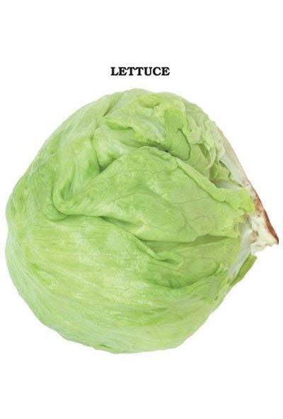 Iceberg Marul Fidesi (5 adet)