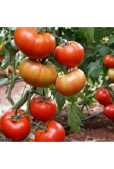 Etli Kokulu Köy Domatesi Fidesi (5 adet) Etli Kokulu Köy Domatesi Fidesi (5 adet)