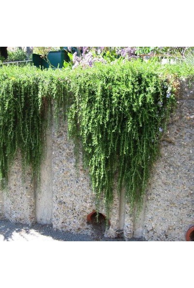 Sarkan Yayılıcı Riveria Biberiye Fidesi (5 fide) Sarkan Yayılıcı Riveria Biberiye Fidesi (5 fide)