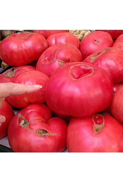 Tohhum Pembe Dev Bulgar Domatesi [Tohhum Ev Bahçe]