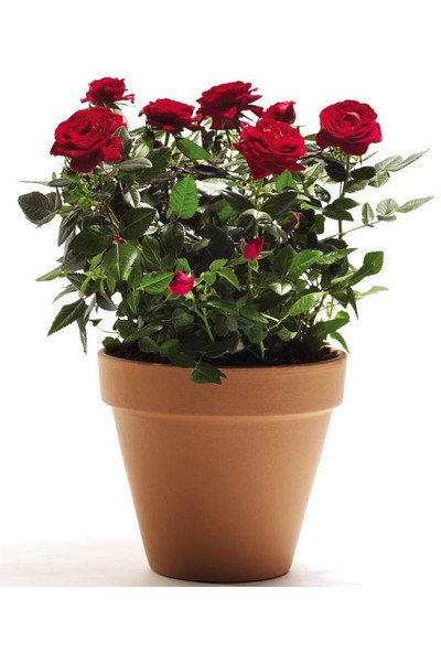 Yeşil Deniz Fidancılık Gül (Orta Boy)