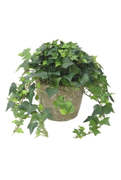 Hedera Helix Hibernica Yeşil Orman Sarmaşığı Duvar Sarmaşığı