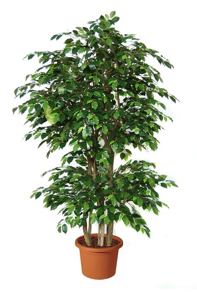 Yeşil Deniz Fidancılık Ficus (Benjamin) Yeşil Deniz Fidancılık Ficus (Benjamin)
