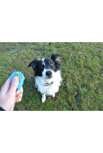 Pratik Dog Clicker Köpek Eğitim Aparatı Pratik Dog Clicker Köpek Eğitim Aparatı