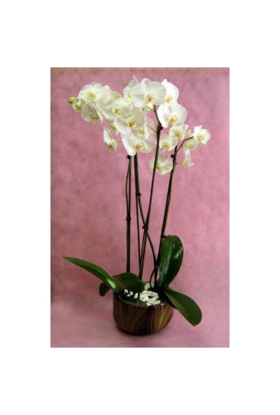 Karadeniz Fidancılık Orkide Çiçeği Saksılı