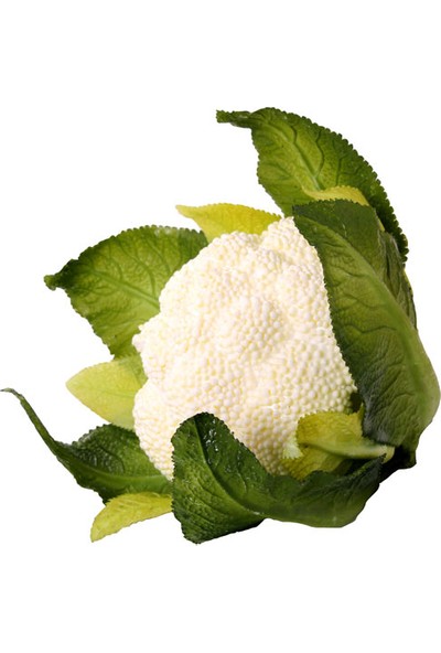 Euro Flora Karnabahar 16X12 Cm Euro Flora Karnabahar 16X12 Cm