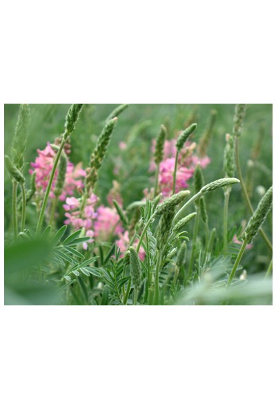 Osm Korunga Tohumu 25 Kg