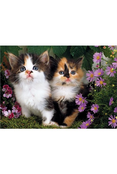 Puzz 500 Parça Puzzle Yapboz Kediler Puzz 500 Parça Puzzle Yapboz Kediler