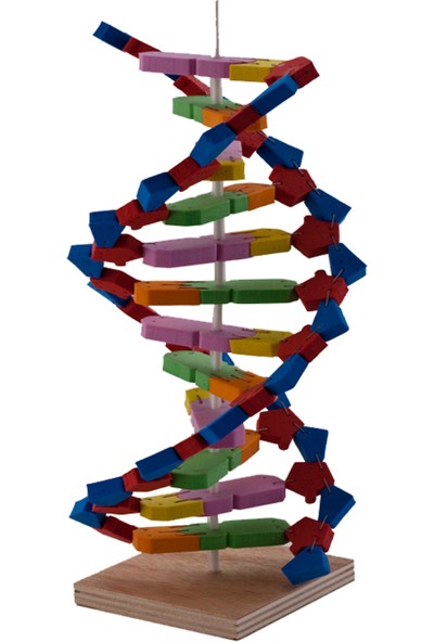 Fenset Dna Modeli Yapalım Fenset Dna Modeli Yapalım