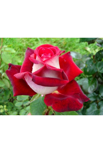 Plantistanbul Rosa Osiria Alyans Gülü, Saksıda