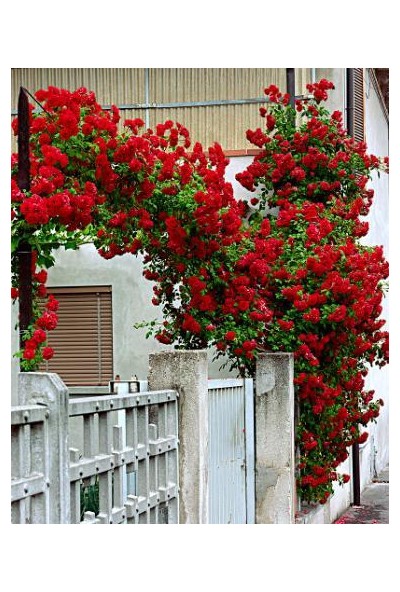 Plantistanbul Sarmaşık Kırmızı Gül, Saksıda