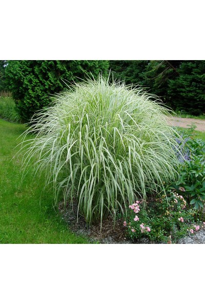 Plantistanbul Miscanthus Sinensis Variegata, 4 Adet, Saksıda Plantistanbul Miscanthus Sinensis Variegata, 4 Adet, Saksıda