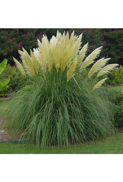 Plantistanbul Saz Püskülü Pampas Otu, Saksıda