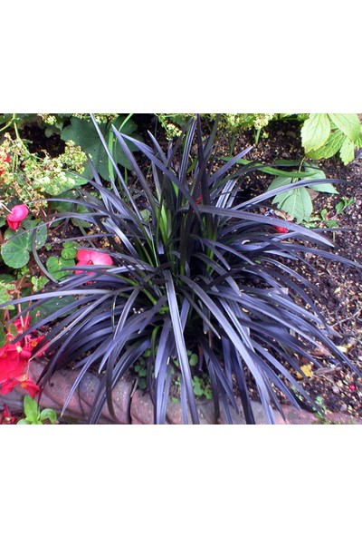 Plantistanbul Siyah Osmanlı Çimi, 2 Adet, Saksıda