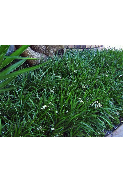 Plantistanbul Yeşil Osmanlı Çimi, 2 Adet, Saksıda Plantistanbul Yeşil Osmanlı Çimi, 2 Adet, Saksıda
