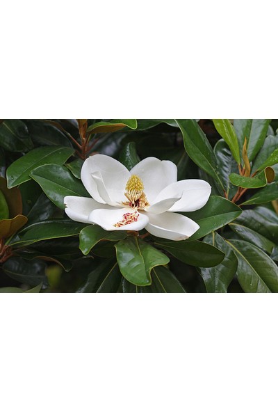 Plantistanbul Magnolia Grandiflora Manolya Fidanı, 60-80 Cm, Saksıda Plantistanbul Magnolia Grandiflora Manolya Fidanı, 60-80 Cm, Saksıda