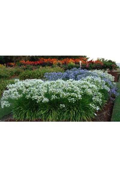 Plantistanbul Agapanthus Umbellatus Alba Beyaz Sevgi Çiçeği, Saksıda