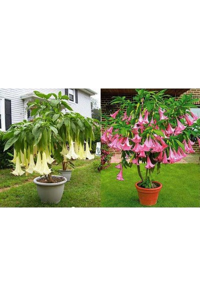 Plantistanbul Melek Borazanı, Saksıda