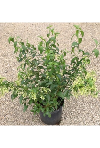 Plantistanbul Cestrum Nocturnum Melisa Parfüm Çiçeği, Saksıda