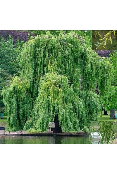 Plantistanbul Salix Babylonica Salkım Söğüt, +120 Cm, Saksıda
