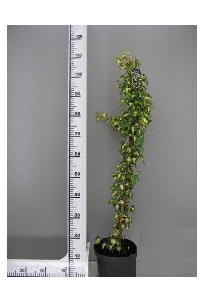 Plantistanbul Hedera Helix Orman Duvar Sarmaşığı Fidanı Küçük Alaca Yapraklı, Saksıda