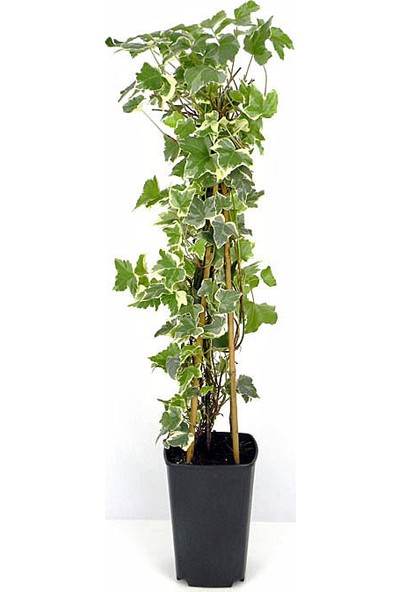 Plantistanbul Hedera Helix Orman Duvar Sarmaşığı Fidanı Büyük Alaca Yapraklı, Saksıda