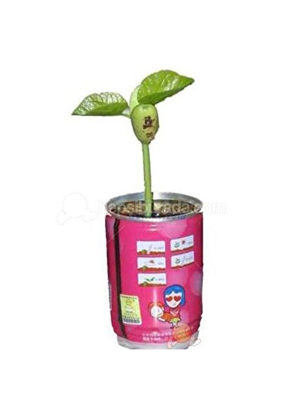 Sihirli Konserve ( Happy Birthday )