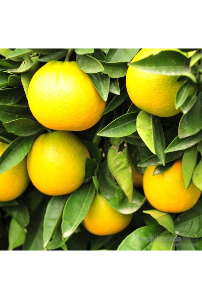 Organik Meyve Karışık 5 kg (2,5 kg Portakal + 2,5 kg Limon) Organik Meyve Karışık 5 kg (2,5 kg Portakal + 2,5 kg Limon)