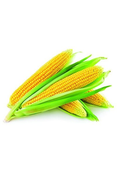 Dalından Koptu Taze Süt Mısır (4 Adet) Dalından Koptu Taze Süt Mısır (4 Adet)