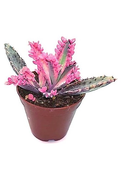 Toru Bahçe Pembe Aşkın Gözyaşı Çiçeği 5,5cm Saksı Içinde Sukulent Türü Toru Bahçe Pembe Aşkın Gözyaşı Çiçeği 5,5cm Saksı Içinde Sukulent Türü