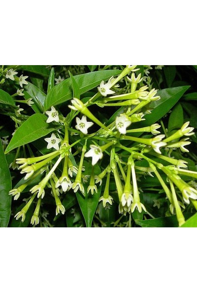 Reyon Gece Sefası Limon Çiçeği Melisa, Saksıda Reyon Gece Sefası Limon Çiçeği Melisa, Saksıda