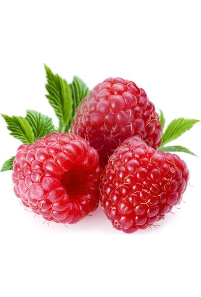 Reyon 2 Yaş Ahududu Fidanı, Torbada