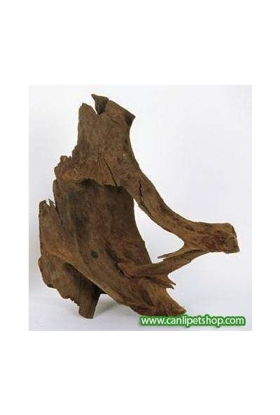 Canlı Petshop Mango Kökü Orta 20- 25 cm Canlı Petshop Mango Kökü Orta 20- 25 cm