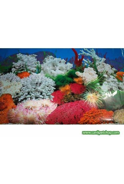Canlı Petshop Arka Fon (Manzara-9) 50 cm Uzunluk Yükseklik 50 cm