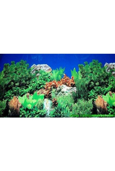 Canlı Petshop Arka Fon (Manzara-7) 50 cm Uzunluk Yükseklik 40 cm