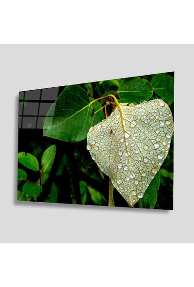 Idealizbiz Yeşil Cam Tablo 4mm Dayanıklı Temperli Cam