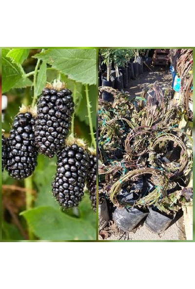 Reyon 3-5 Metre Sarmaşık Çember Jumbo Böğürtlen Fidanı Reyon 3-5 Metre Sarmaşık Çember Jumbo Böğürtlen Fidanı