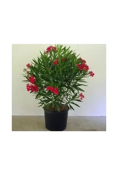Rüzgar Botanik Bodur Zakkum Çiçeği Fidanı Saksılı 40 cm 60 cm Rüzgar Botanik Bodur Zakkum Çiçeği Fidanı Saksılı 40 cm 60 cm