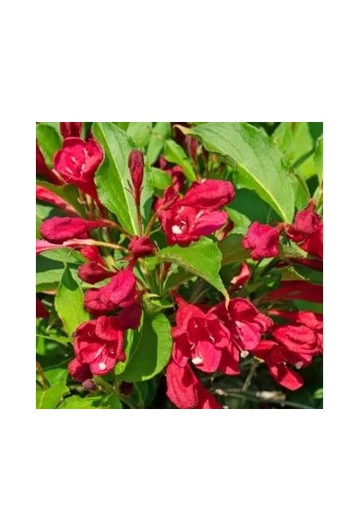 Rüzgar Botanik Kırmızı Vangelya Çiçeği Fidanı Saksılı 40 cm 60 cm