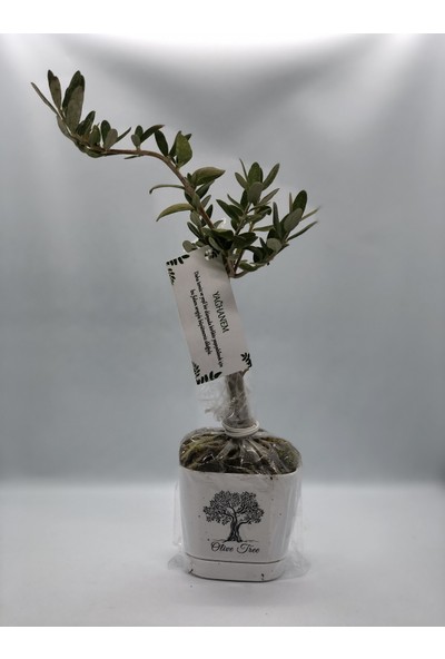 Yağhanem Saksılı Zeytin Fidanı