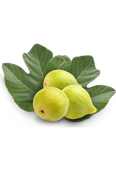 Floramut Tüplü Yediveren Incir Fidanı Floramut Tüplü Yediveren Incir Fidanı