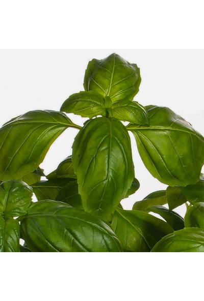 Geniş Yapraklı Fesleğen Fidesi-5 Adet