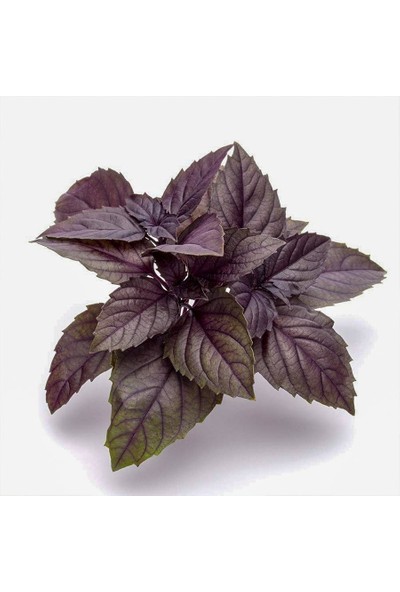 Kırmızı (Reyhan) Fesleğen Fidesi-5 Adet