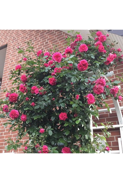 Floramut Tüplü Pembe Laguna Sarmaşık Gül Fidanı Floramut Tüplü Pembe Laguna Sarmaşık Gül Fidanı