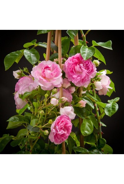 Floramut Tüplü Pembe Jasmina Sarmaşık Gül Fidanı Floramut Tüplü Pembe Jasmina Sarmaşık Gül Fidanı