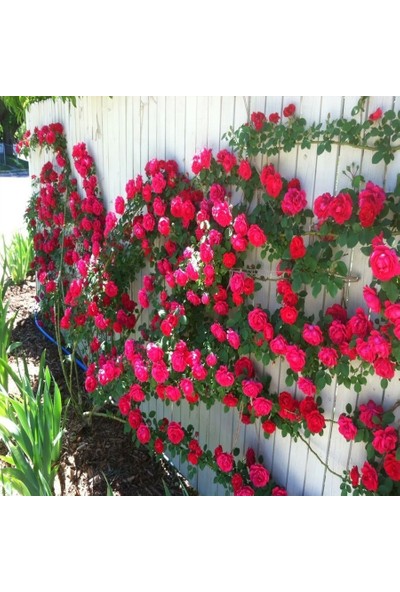 Floramut Tüplü Red Cherry Belle Sarmaşık Gül Fidanı Floramut Tüplü Red Cherry Belle Sarmaşık Gül Fidanı