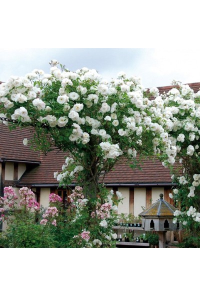 Floramut Tüplü Yediveren Beyaz (Kokulu) Sarmaşık Gül Fidanı Floramut Tüplü Yediveren Beyaz (Kokulu) Sarmaşık Gül Fidanı