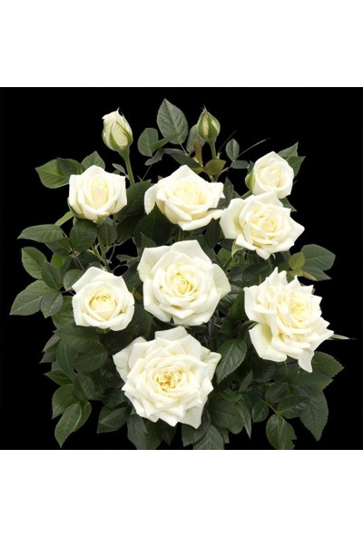 Floramut Tüplü Beyaz Alaska Sarmaşık Gül Fidanı Floramut Tüplü Beyaz Alaska Sarmaşık Gül Fidanı