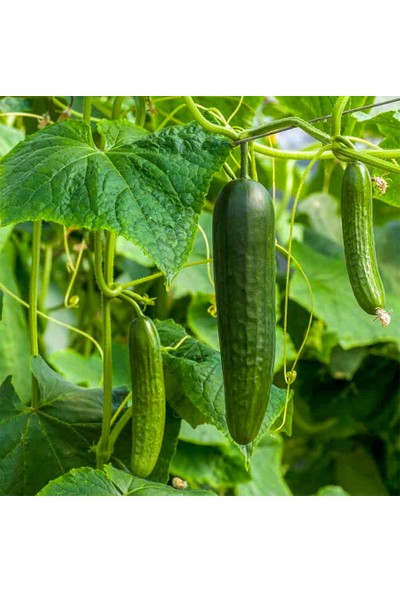 Hızlı Büyüyen Sırık Salatalık Fidesi-5 Adet